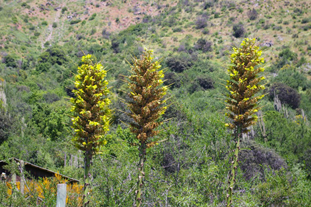 Puya berteroniana-chilensis