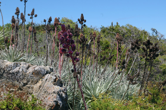 Puya coerulea-venusta