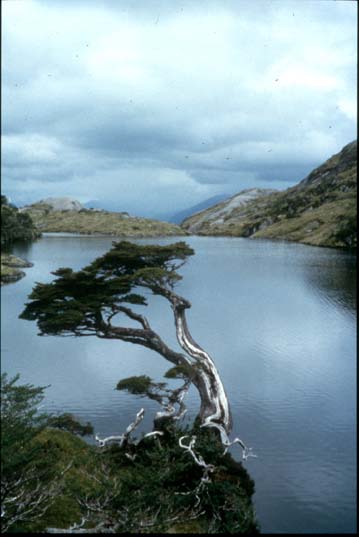 coigüe de Magallanes