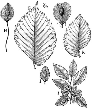 Celtis y Ulmus