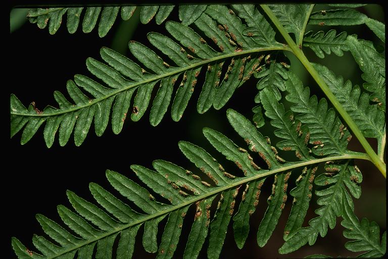 Helechos ornamentales Chile: Pteris tremula